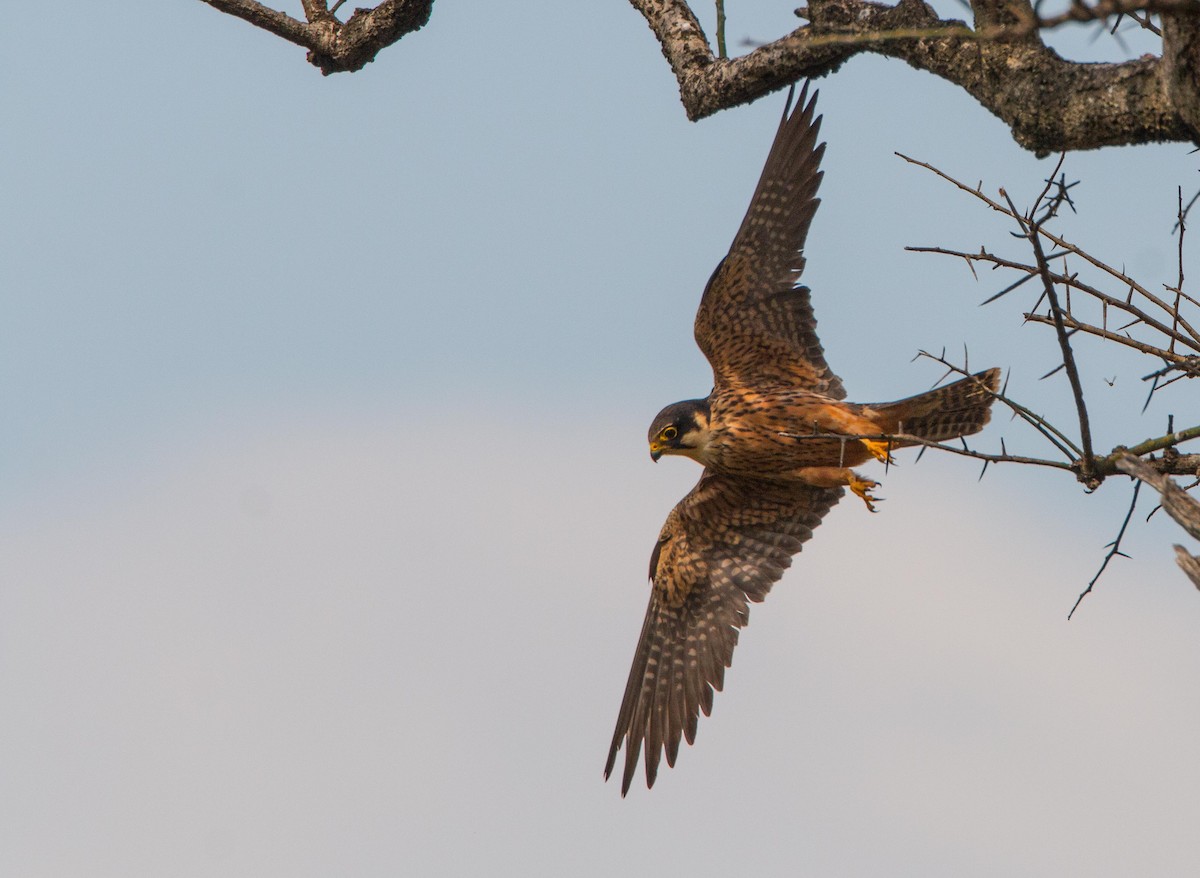African Hobby - Falco cuvierii - Birds of the World