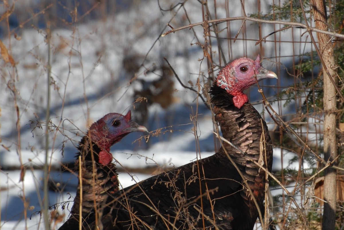 eBird Checklist - 14 Jan 2018 - Chippewa Nature Center - 12 species
