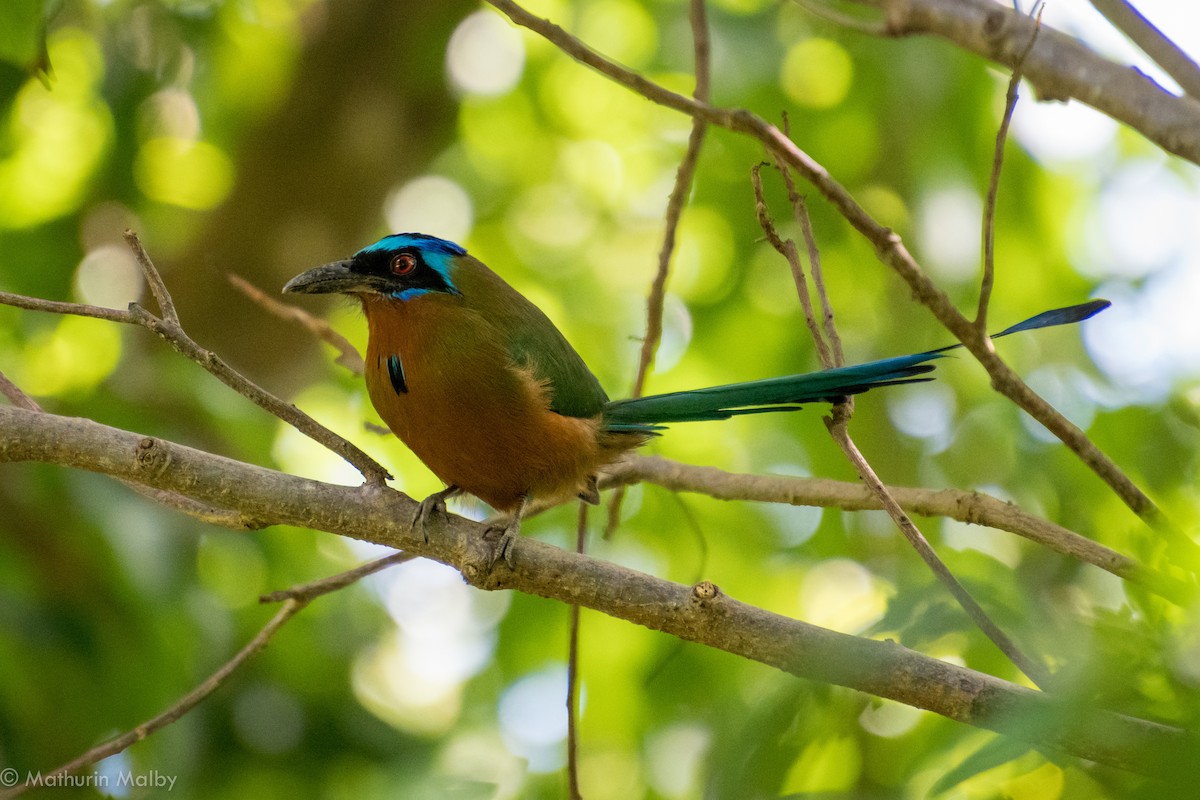 Trinidad Motmot - Momotus bahamensis - Birds of the World