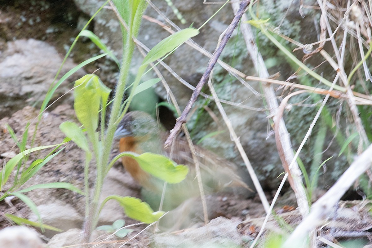 eBird Checklist - 31 Dec 2017 - Cleland Conservation Park--Waterfall ...