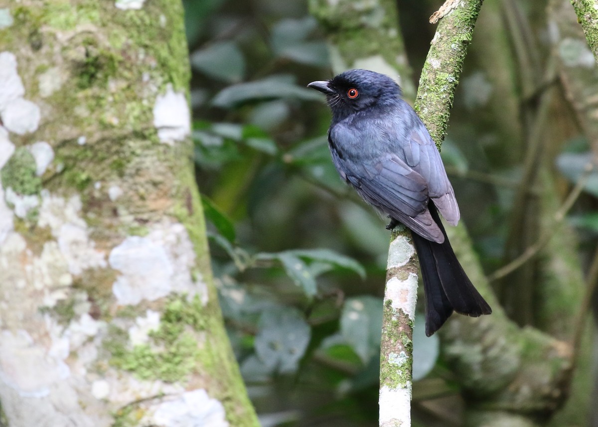 Square-tailed Drongo - Dicrurus ludwigii - Birds of the World