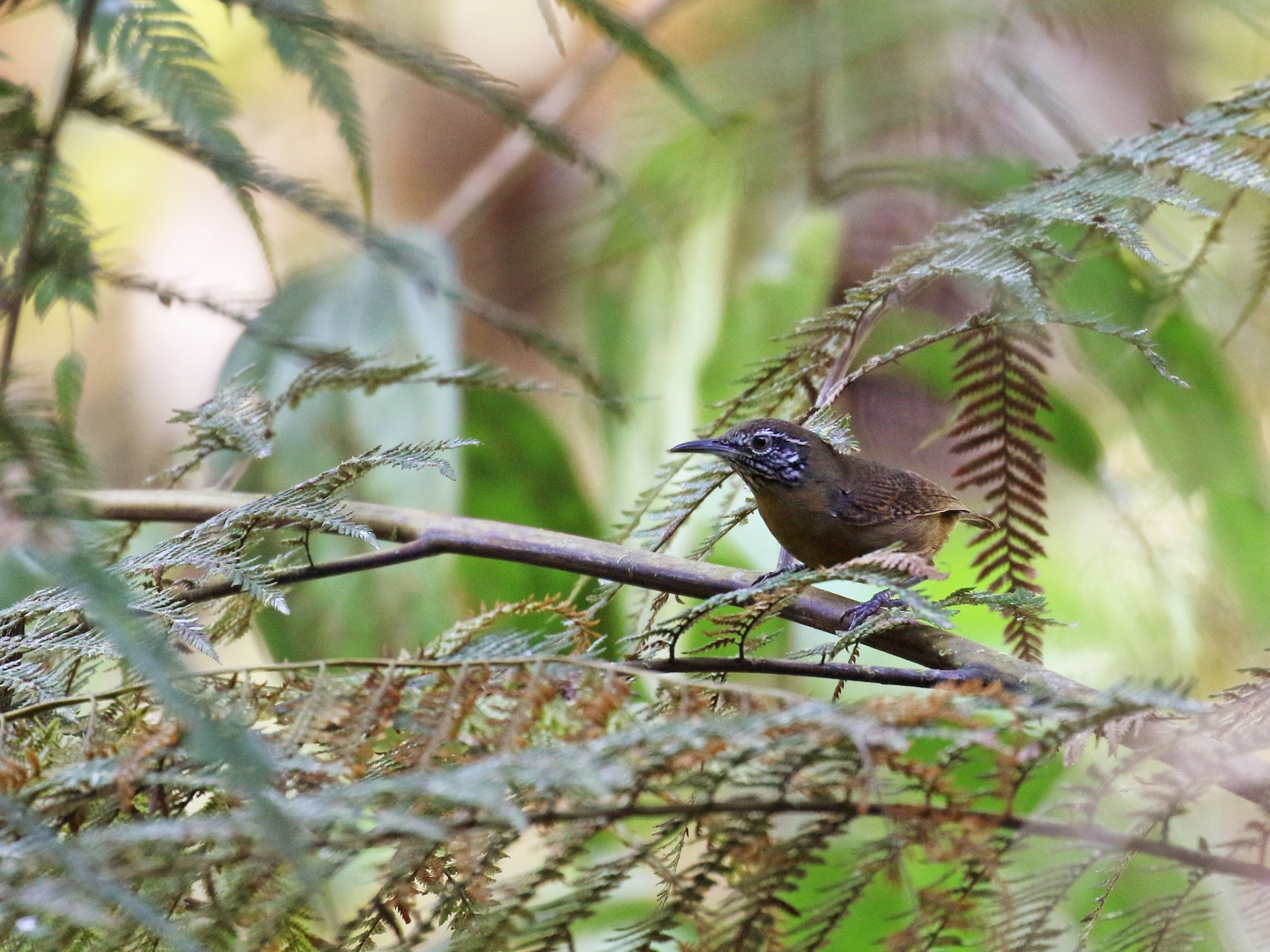 Stripe-throated Wren - eBird