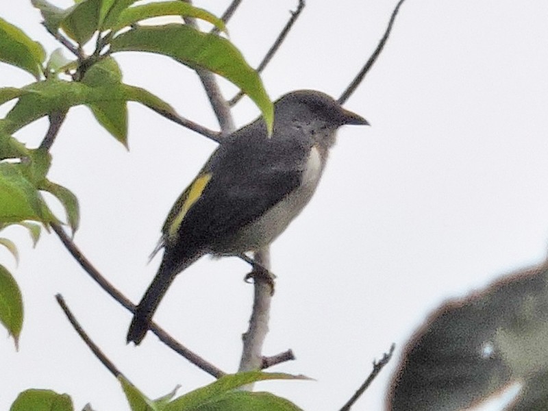 Sulphur-rumped Tanager - eBird