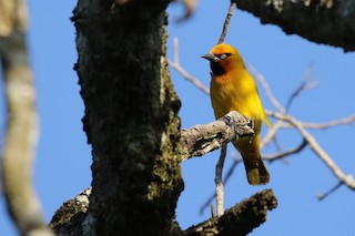 Spectacled Weaver - Ploceus ocularis - Birds of the World