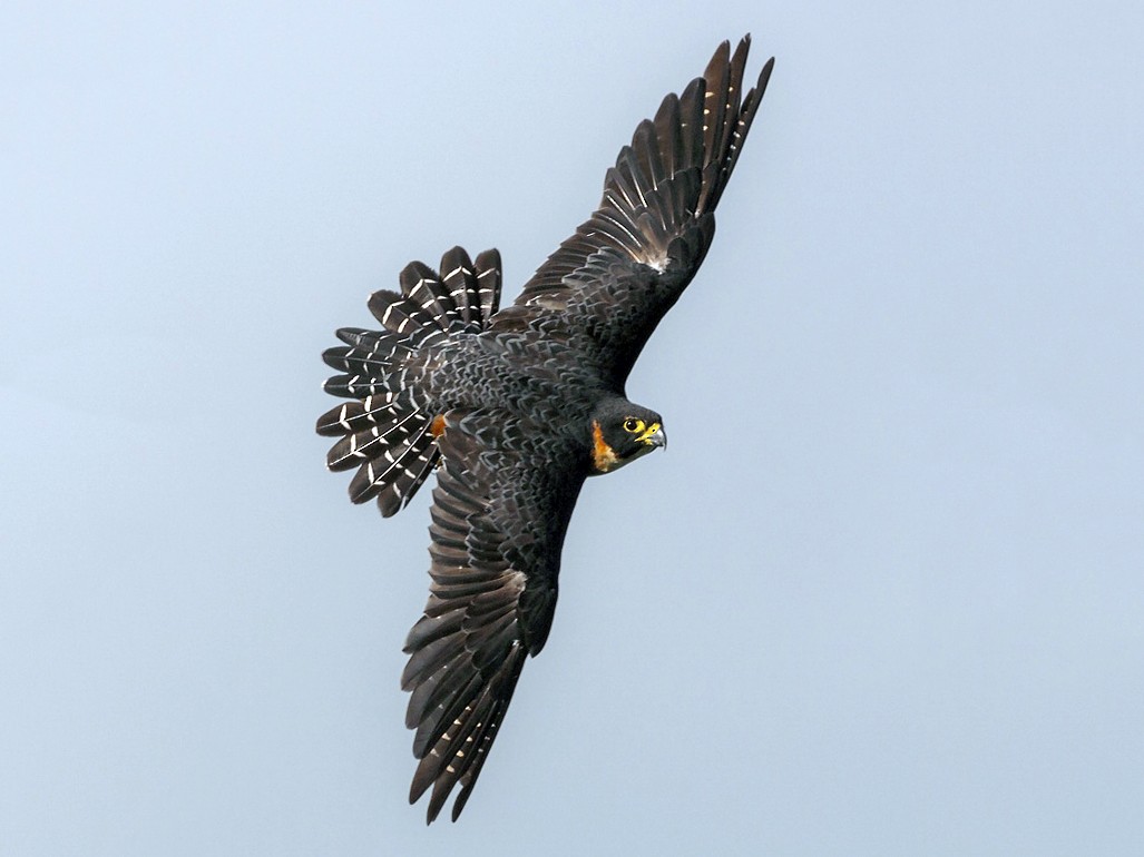 Orange Chested Birds In Flight
