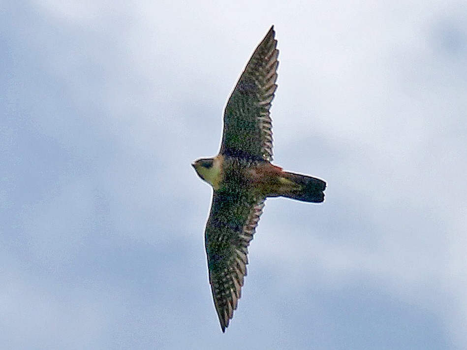 Orange-breasted Falcon - eBird