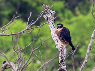 Orange-breasted Falcon - eBird