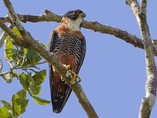Orange-breasted Falcon - eBird