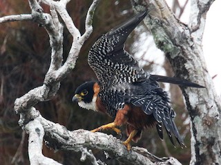 Orange-breasted Falcon - eBird