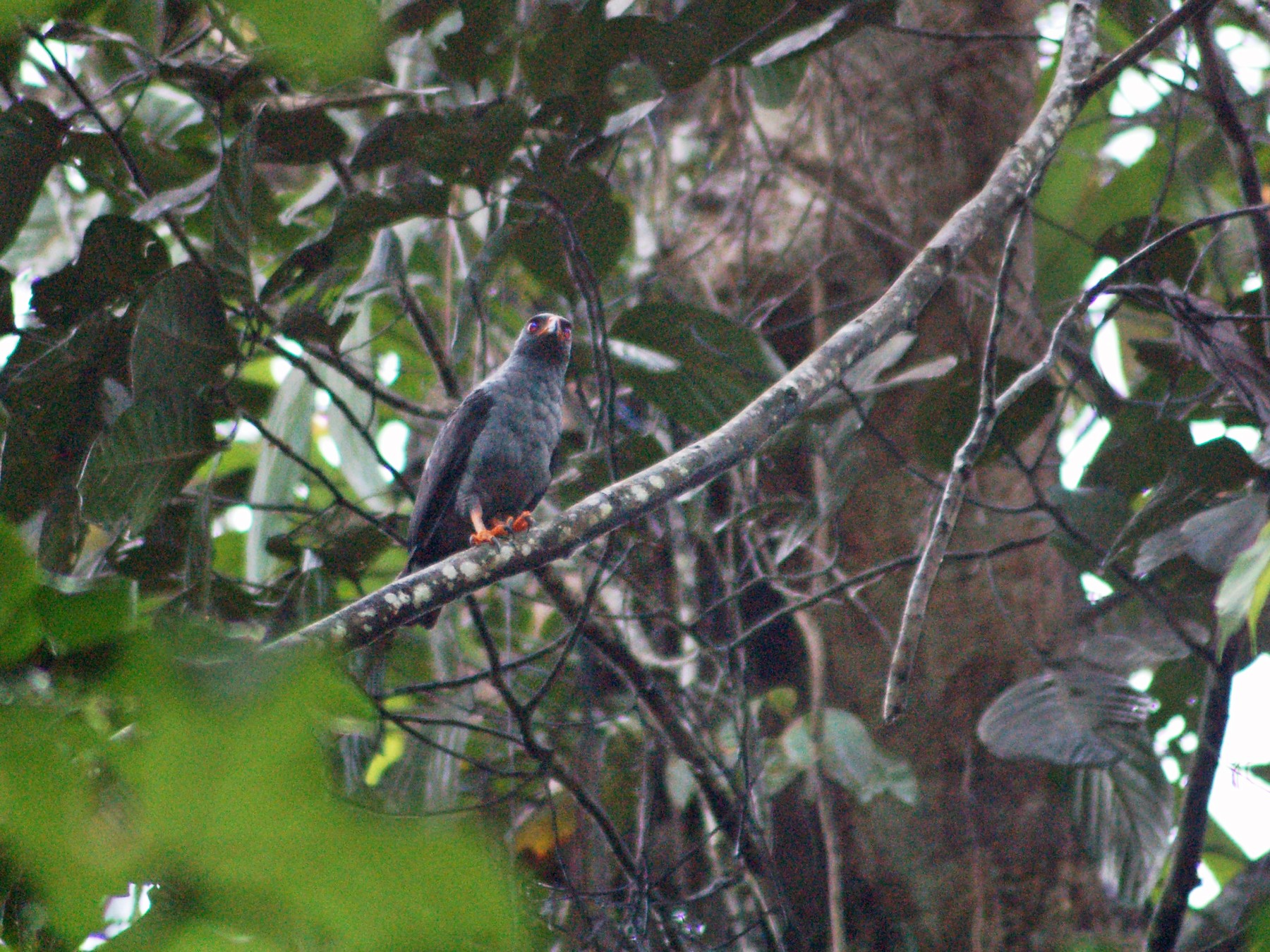 Plumbeous Hawk - eBird