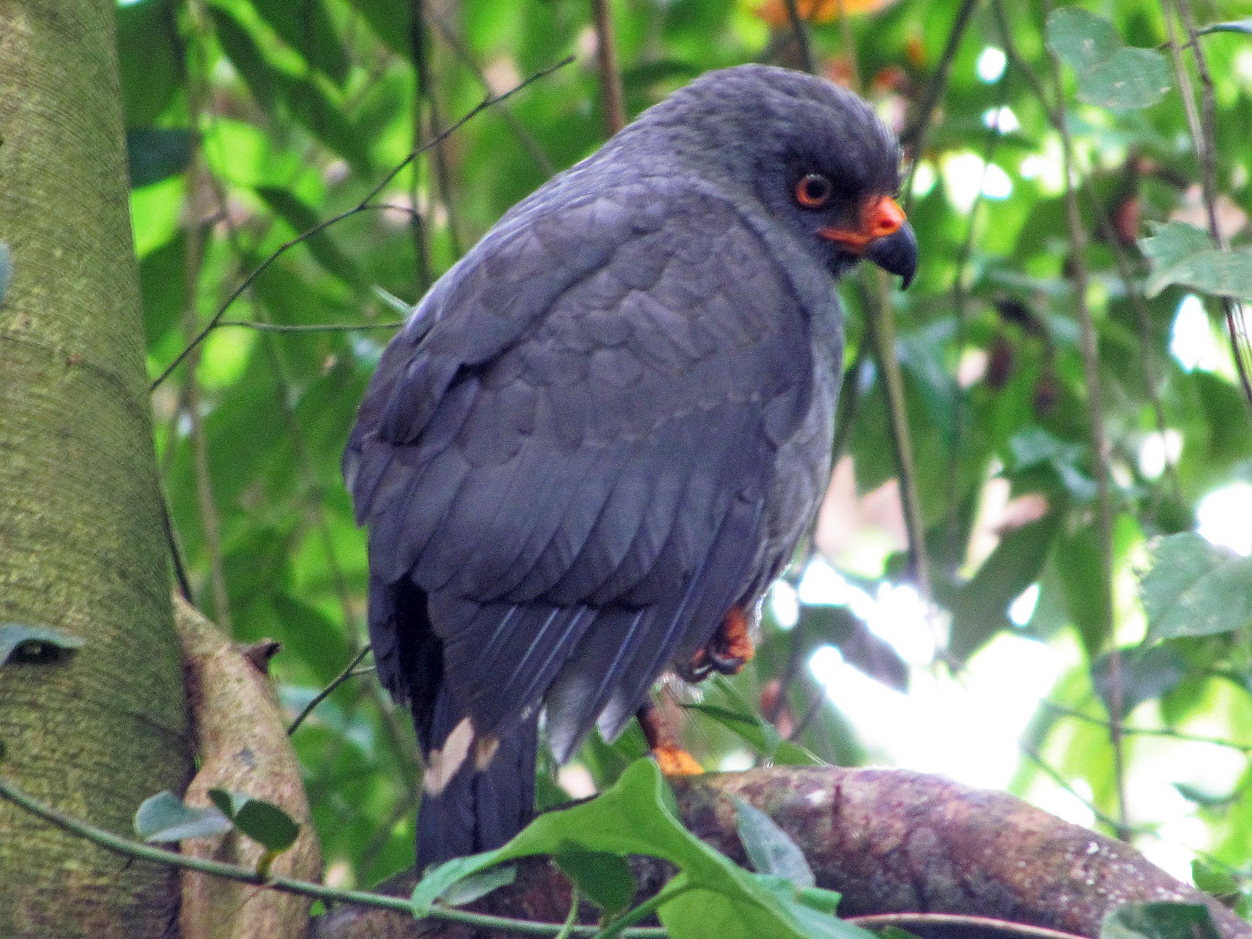 Gavilán Plomizo - eBird