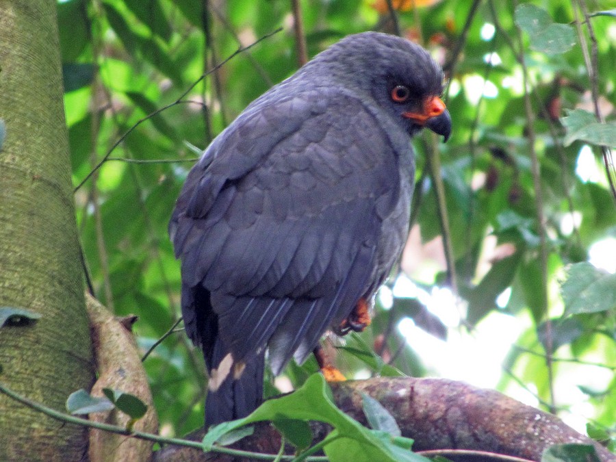 Plumbeous Hawk - eBird