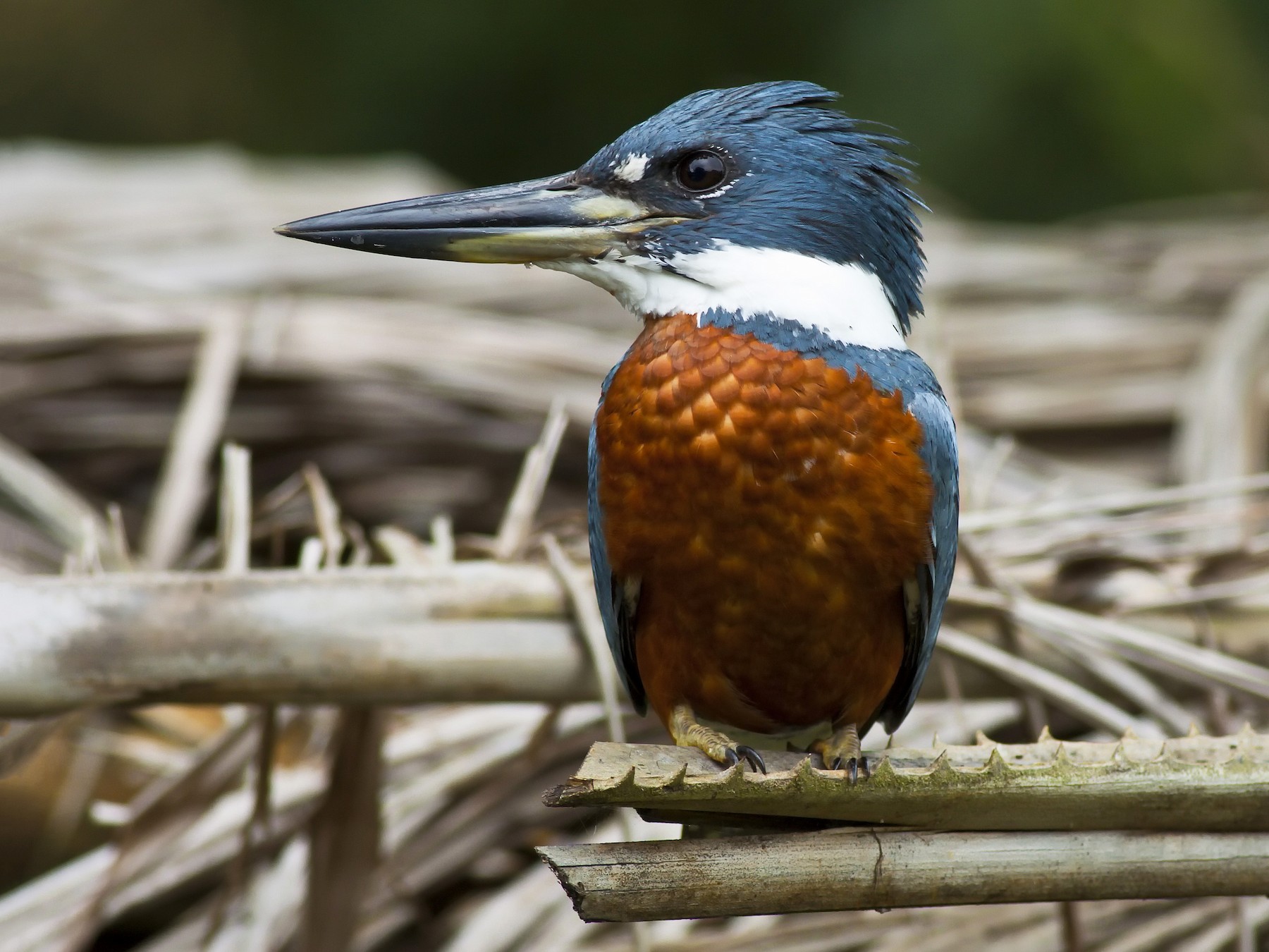 Martín pescador - eBird