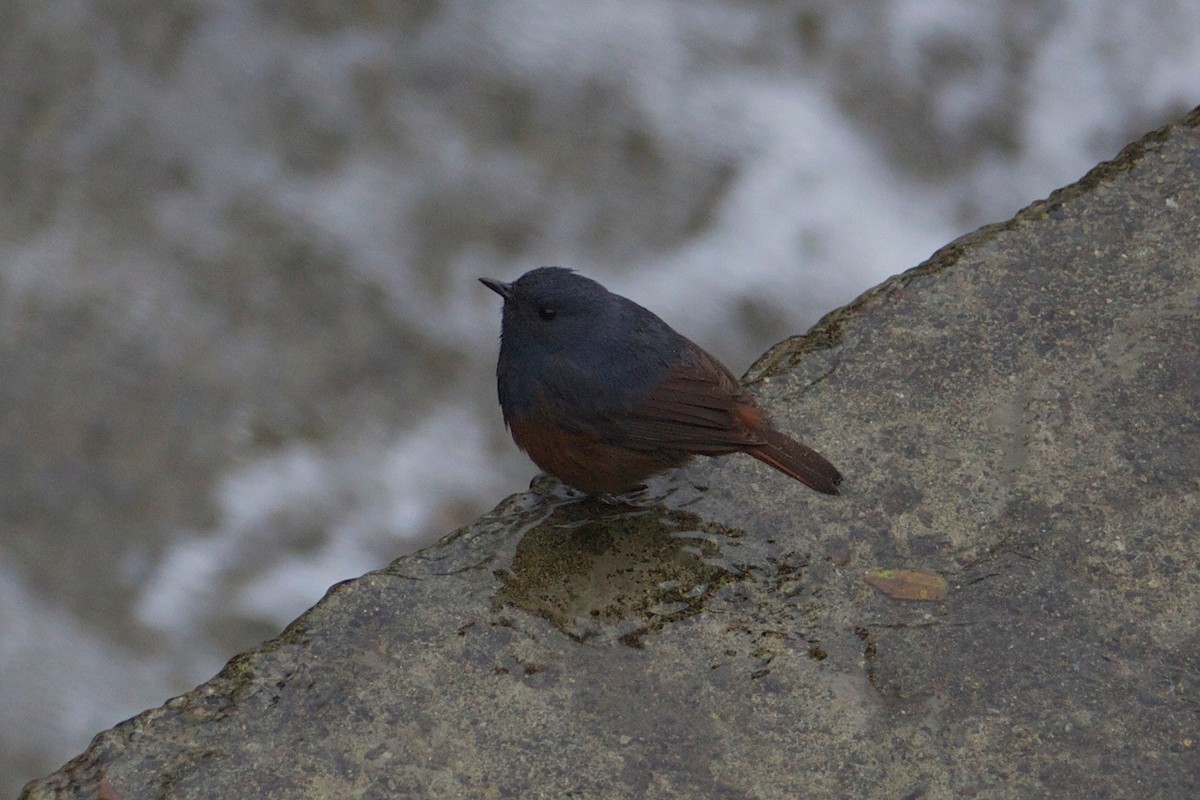 Luzon Redstart - Phoenicurus bicolor - Birds of the World