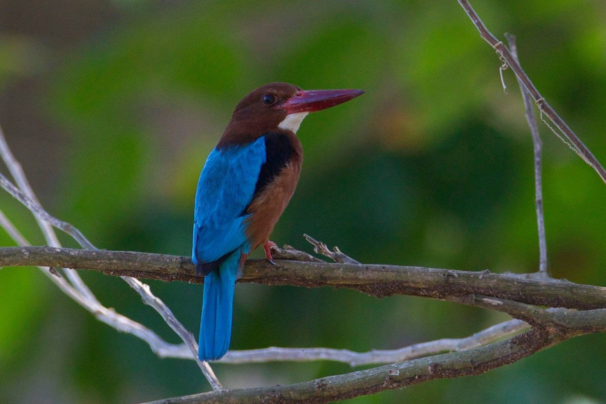 Brown-breasted Kingfisher - Halcyon gularis - Birds of the World