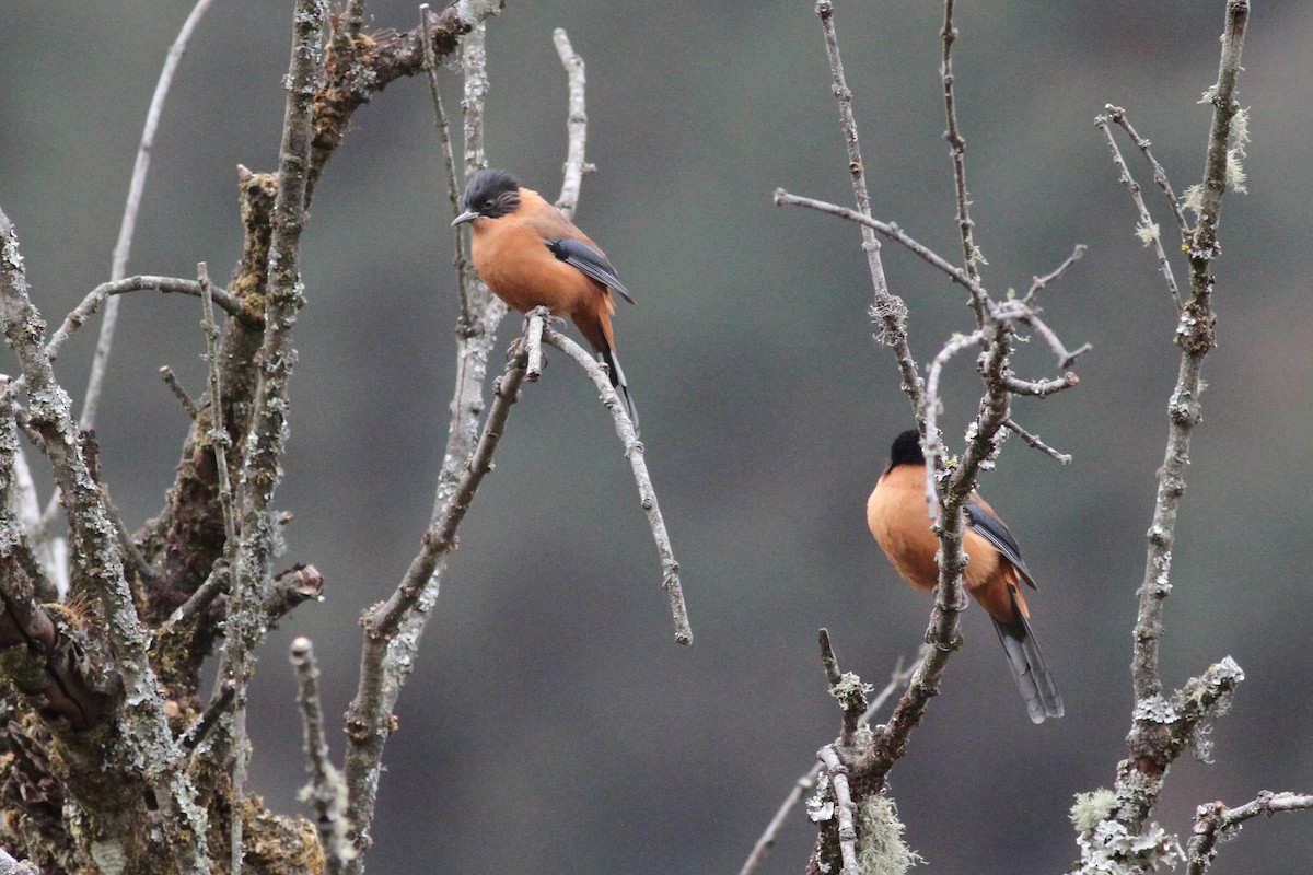eBird Checklist - 13 Jan 2018 - Lantang National Park - Lama Hotel to ...