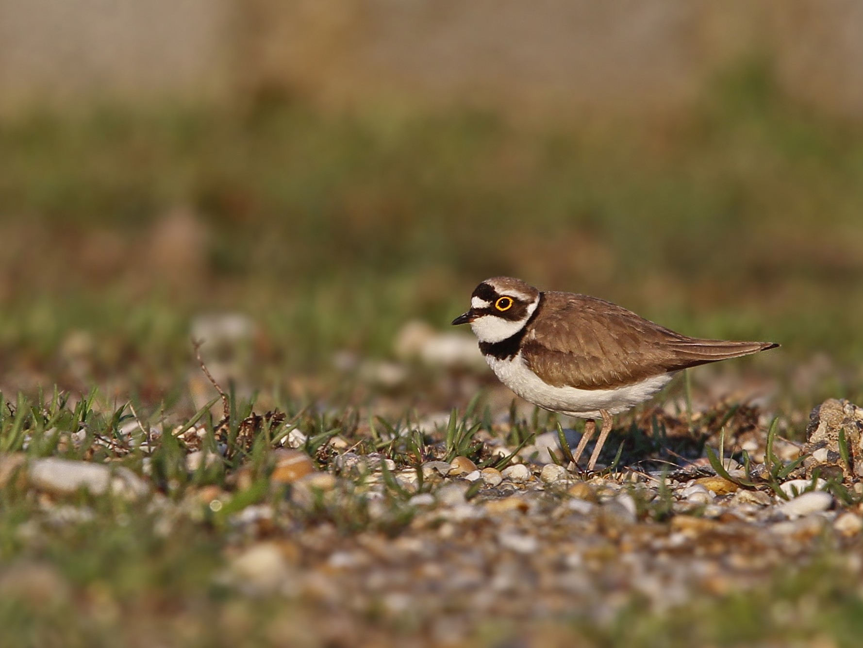 Little Ringed Plover - eBird India