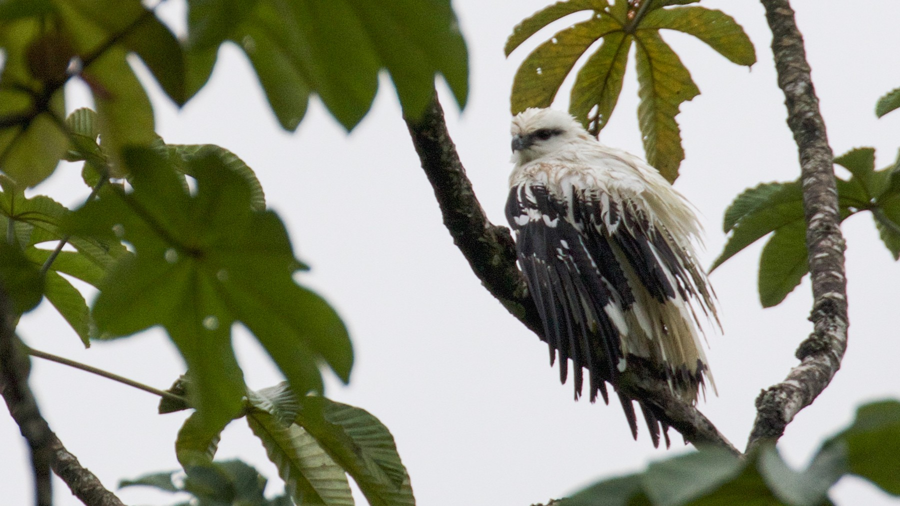 Gavilán Blanco (costaricensis) - eBird