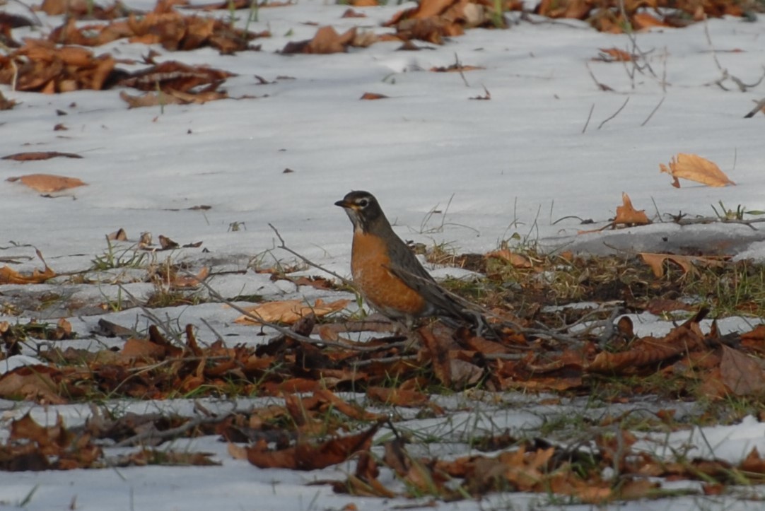 eBird Checklist - 20 Jan 2018 - Chippewa Nature Center - 14 species