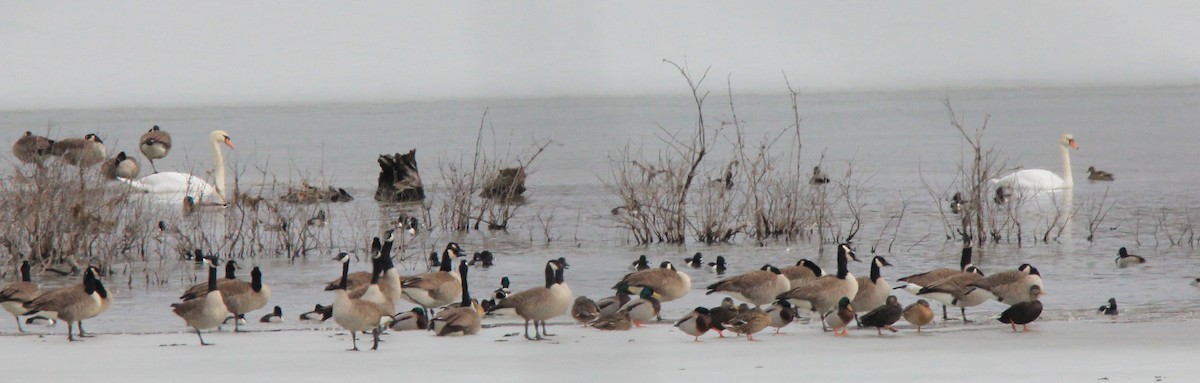 eBird Checklist - 20 Jan 2018 - Cross Creeks NWR--TN-49 Entrance - 18 ...
