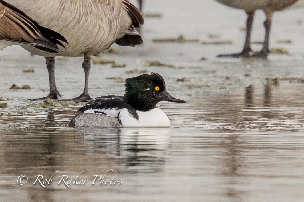 goldeneye sp. x Hooded Merganser (hybrid) - eBird
