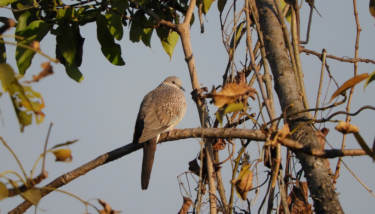 eBird Checklist - 21 Jan 2018 - Pabe Ghat to Madhe Ghat via Torna Fort ...