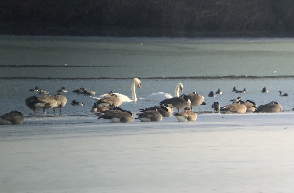 eBird Checklist - 21 Jan 2018 - Cross Creeks NWR--TN-49 Entrance - 24 ...