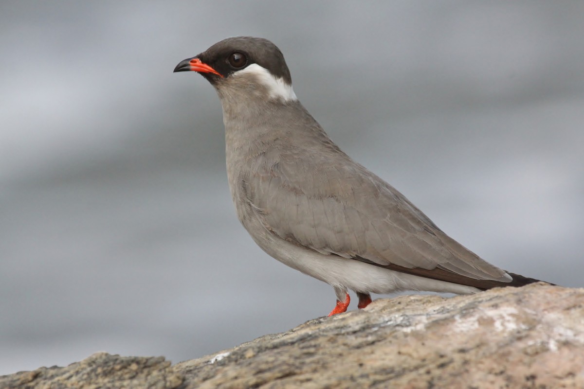 Rock Pratincole - Glareola nuchalis - Birds of the World