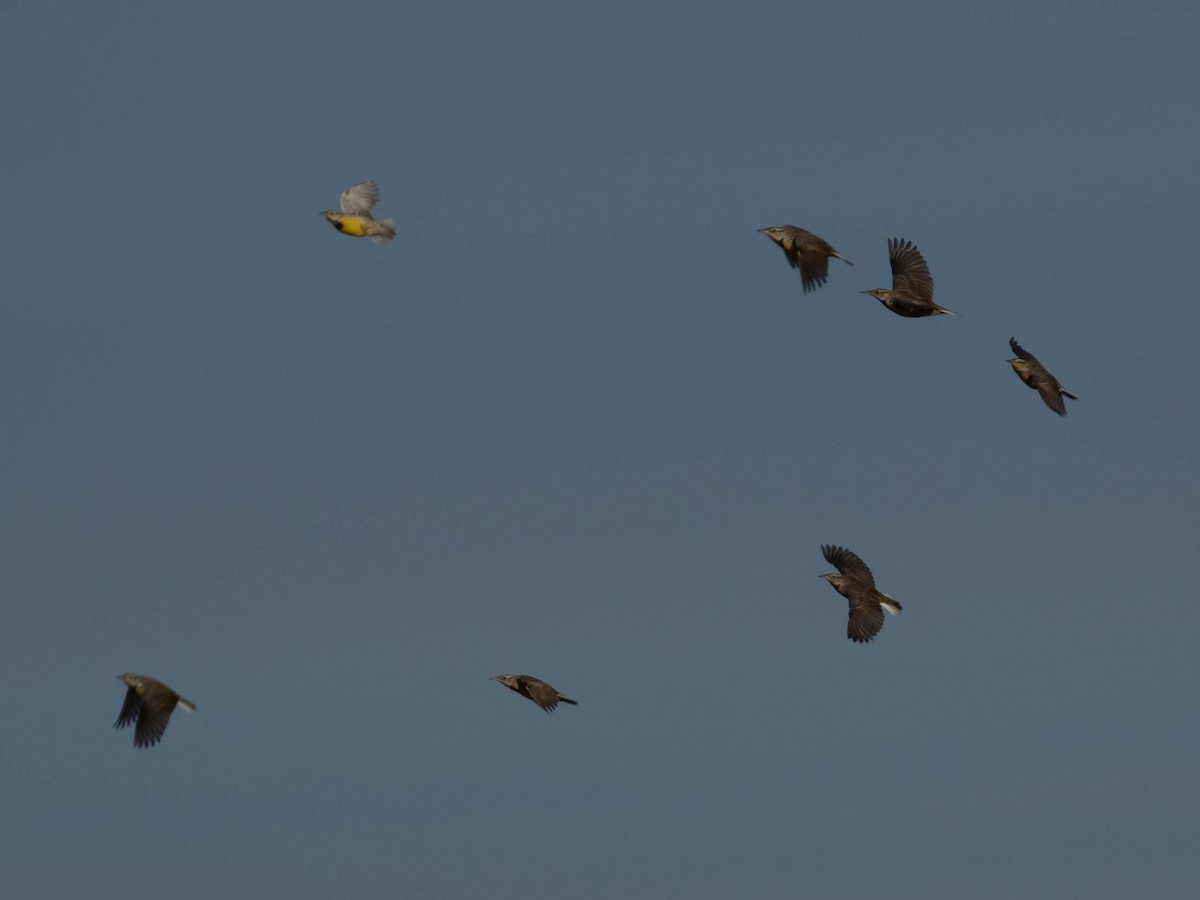 eBird Checklist - 20 Jan 2018 - Alpha Ridge Landfill (restricted access ...