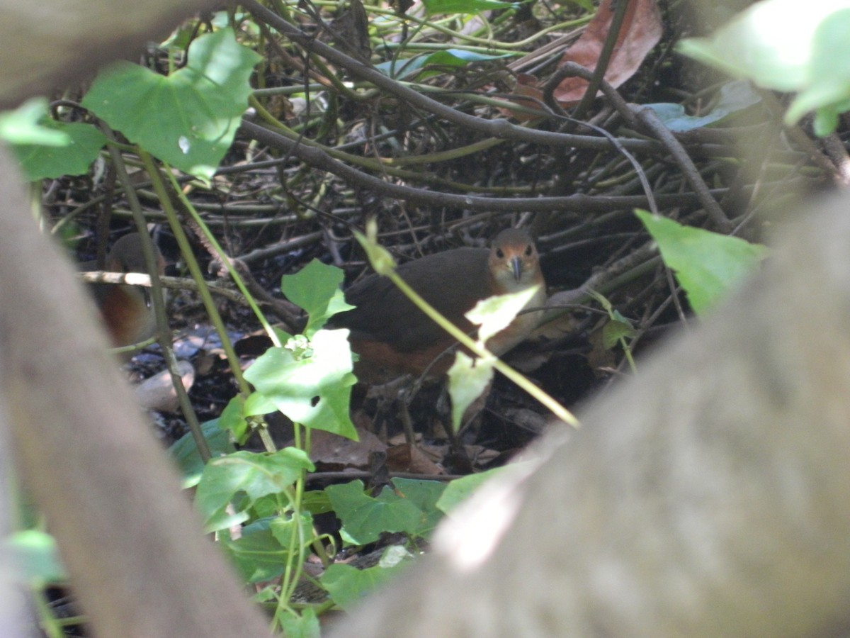 Rusty-flanked Crake - Laterallus levraudi - Birds of the World