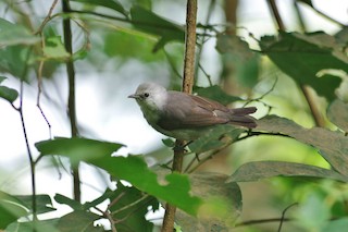 Principe Speirops - Zosterops leucophaeus - Birds of the World