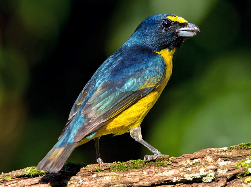 Green-throated Euphonia - Euphonia chalybea - Birds of the World