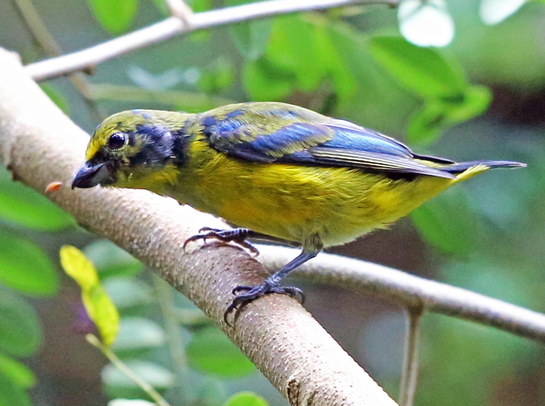 Tangará Picudo - eBird