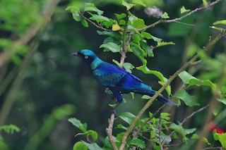 Splendid Starling - Lamprotornis splendidus - Birds of the World