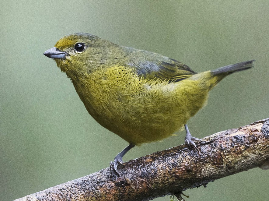 Violaceous Euphonia - eBird