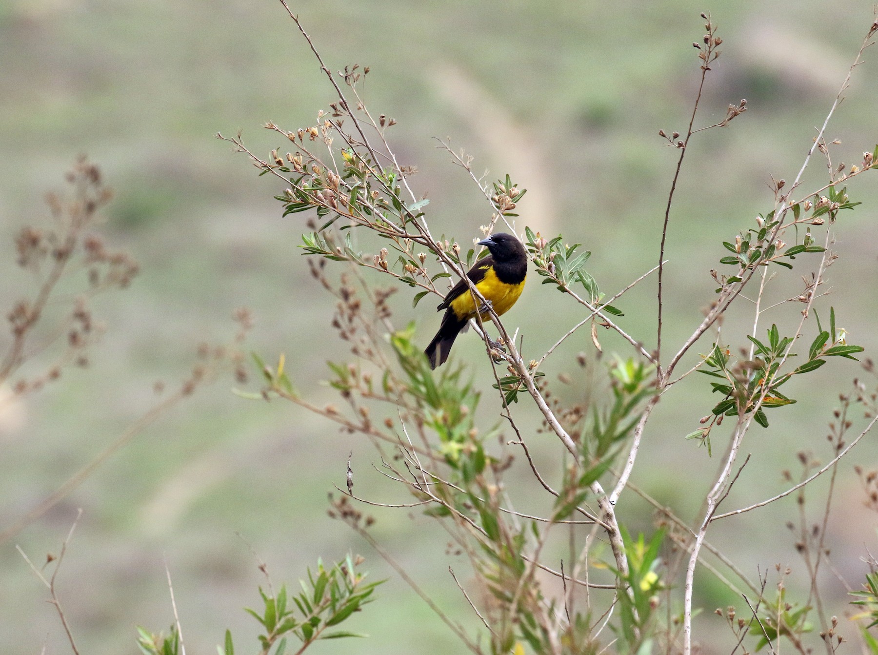 Pecho Amarillo Grande - eBird