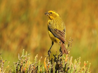 Yellow Canary - Crithagra flaviventris - Birds of the World