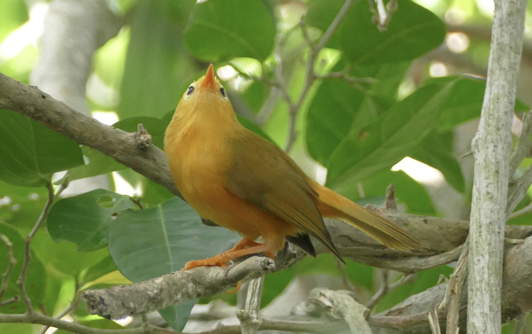 Golden White-eye - eBird