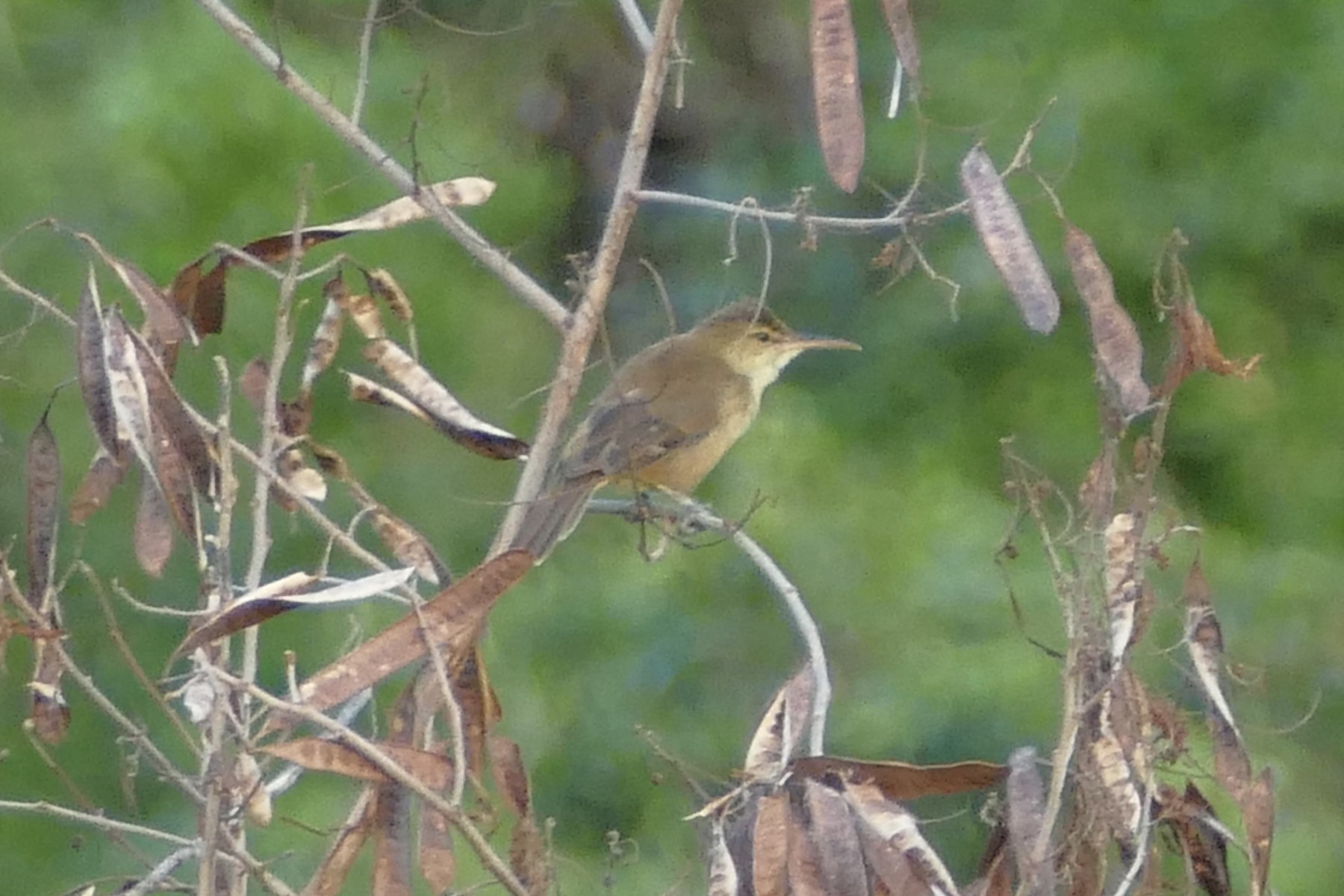 Saipan Reed Warbler - eBird