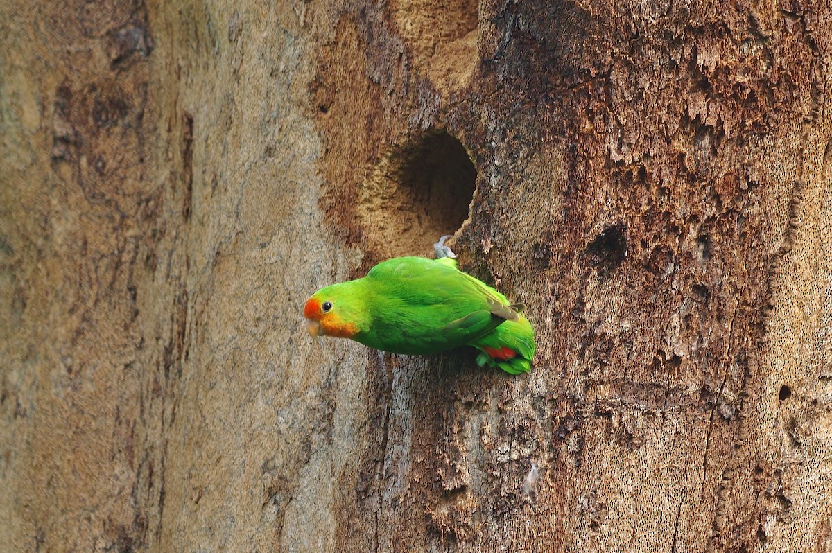 Red-headed Lovebird - Agapornis pullarius - Birds of the World