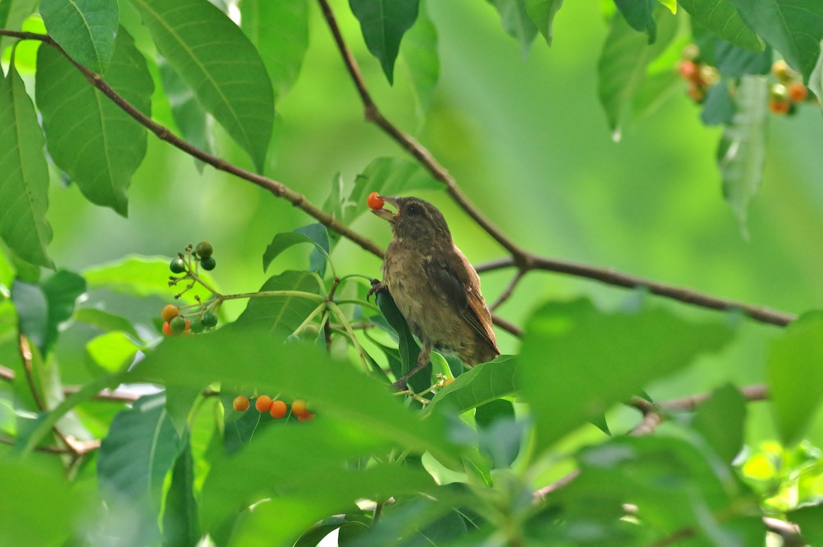 Principe Seedeater - Crithagra rufobrunnea - Birds of the World