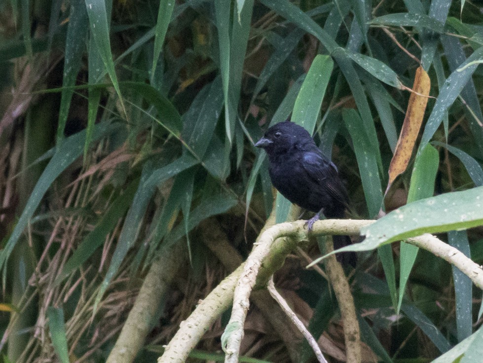 Blackish-blue Seedeater - eBird