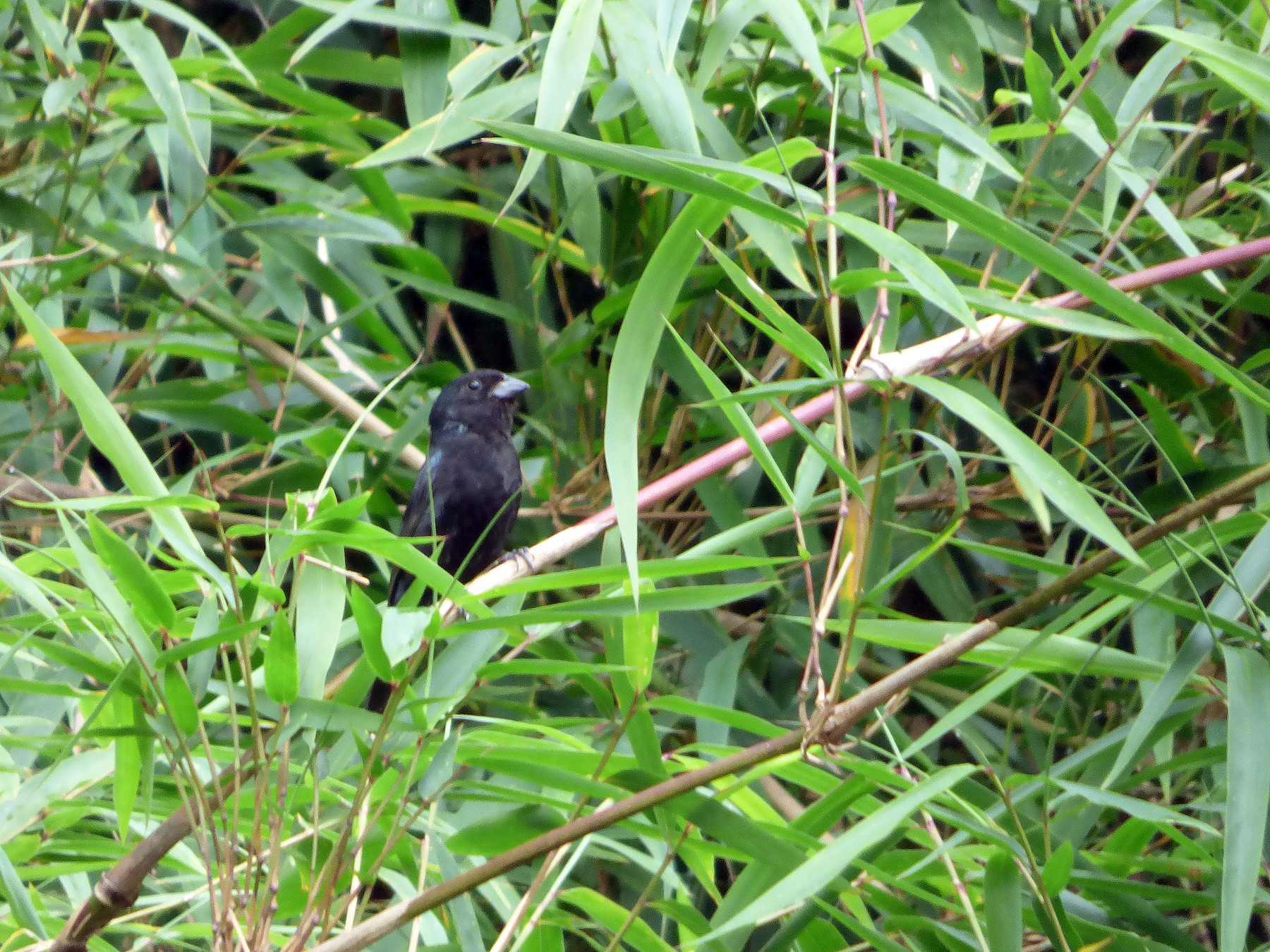 Blackish-blue Seedeater - eBird
