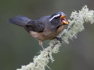Pepitero Picudo - eBird