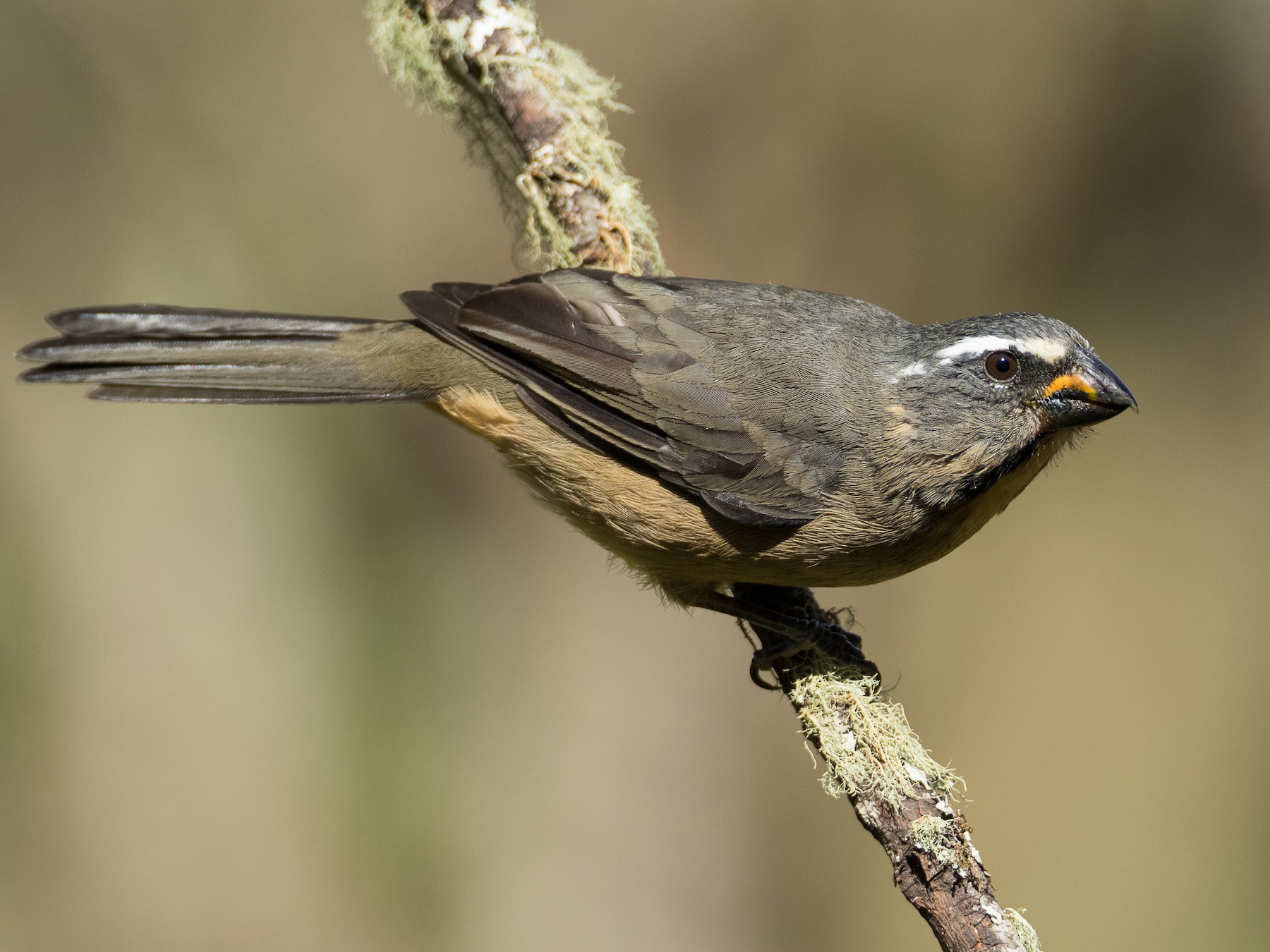Thick-billed Saltator - eBird