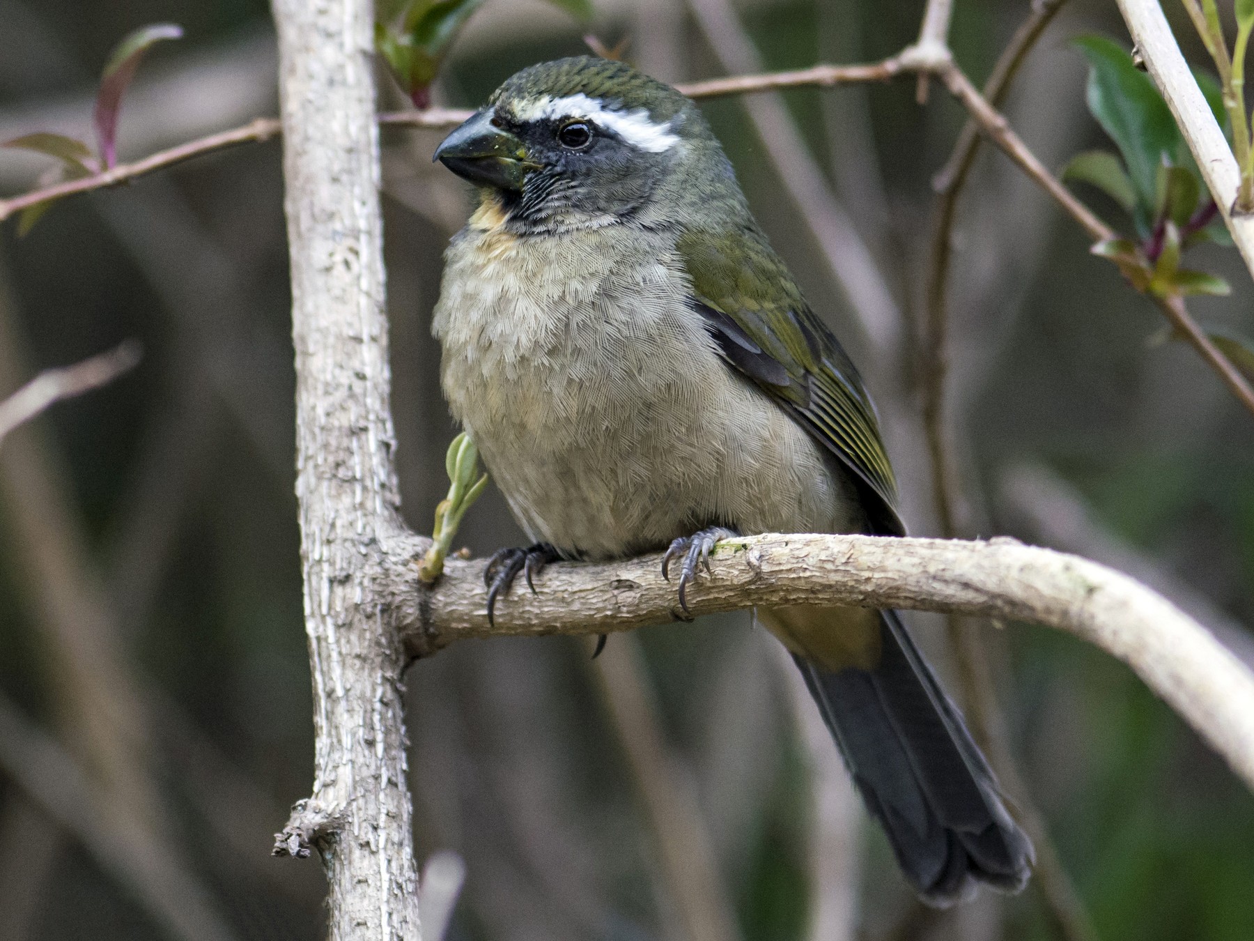 Thick-billed Saltator - eBird
