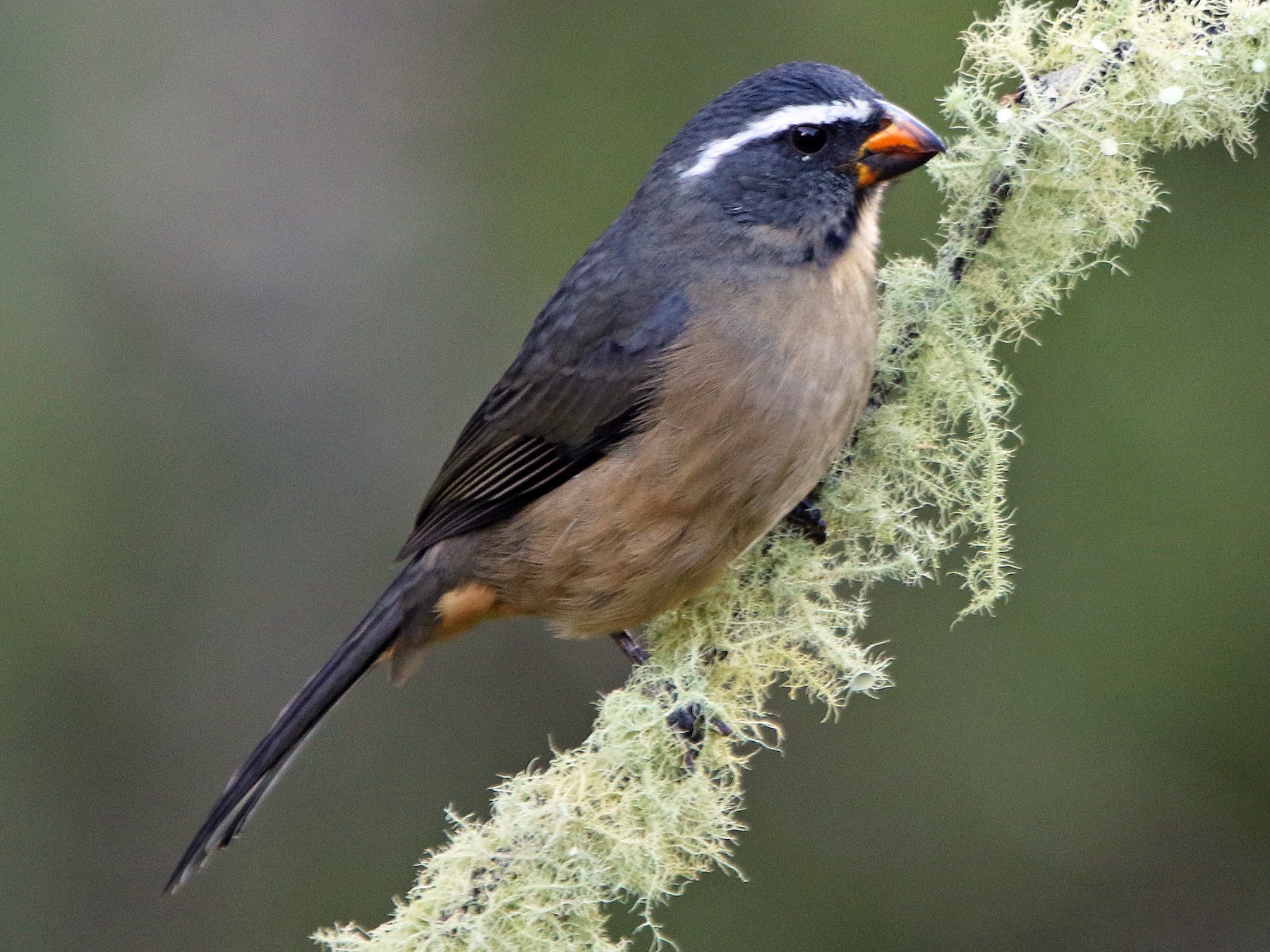 Thick-billed Saltator - eBird