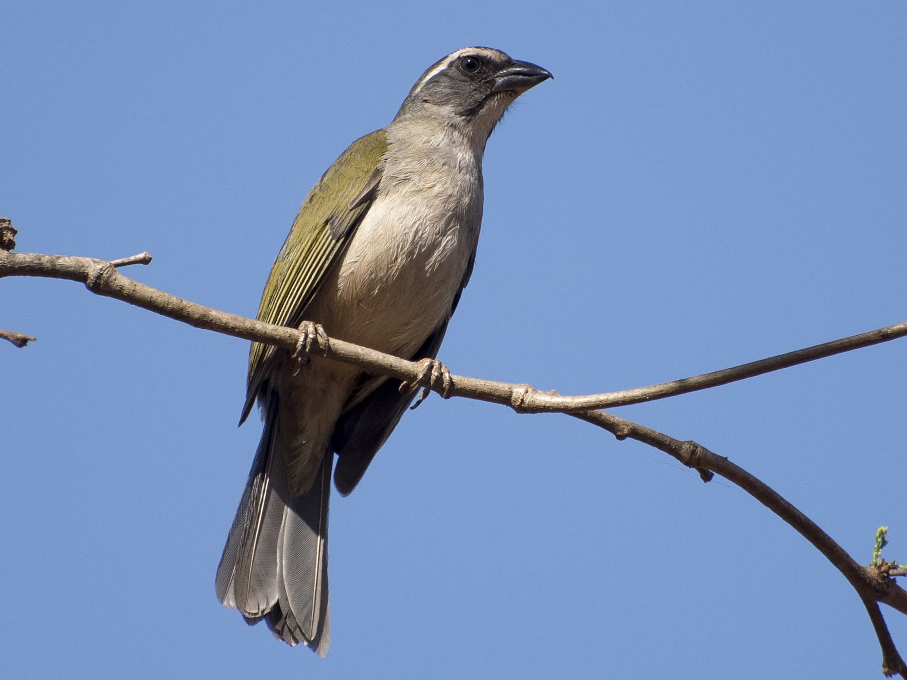 Green-winged Saltator - eBird