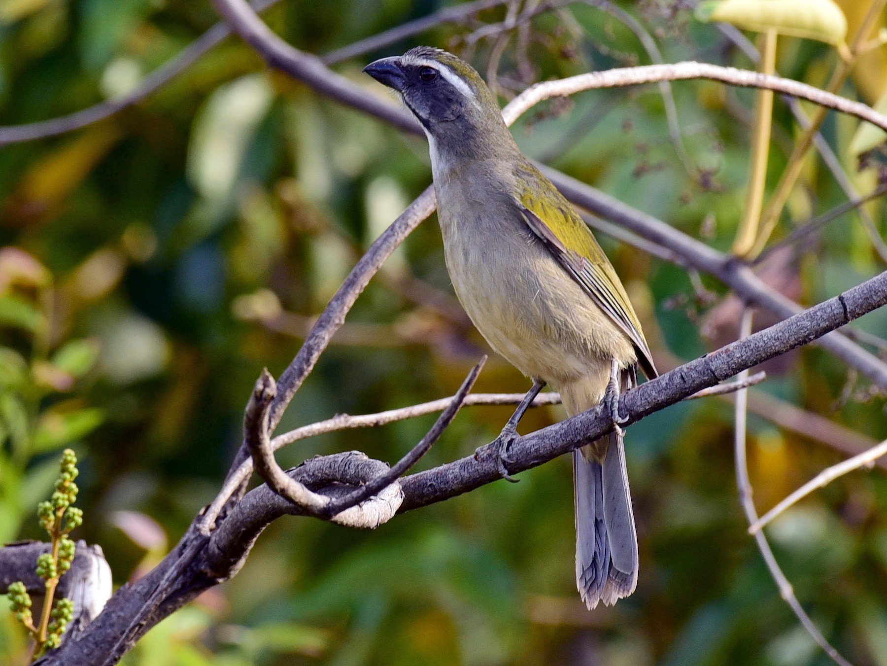 Green-winged Saltator - eBird