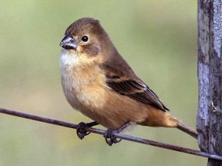Rusty-collared Seedeater - eBird
